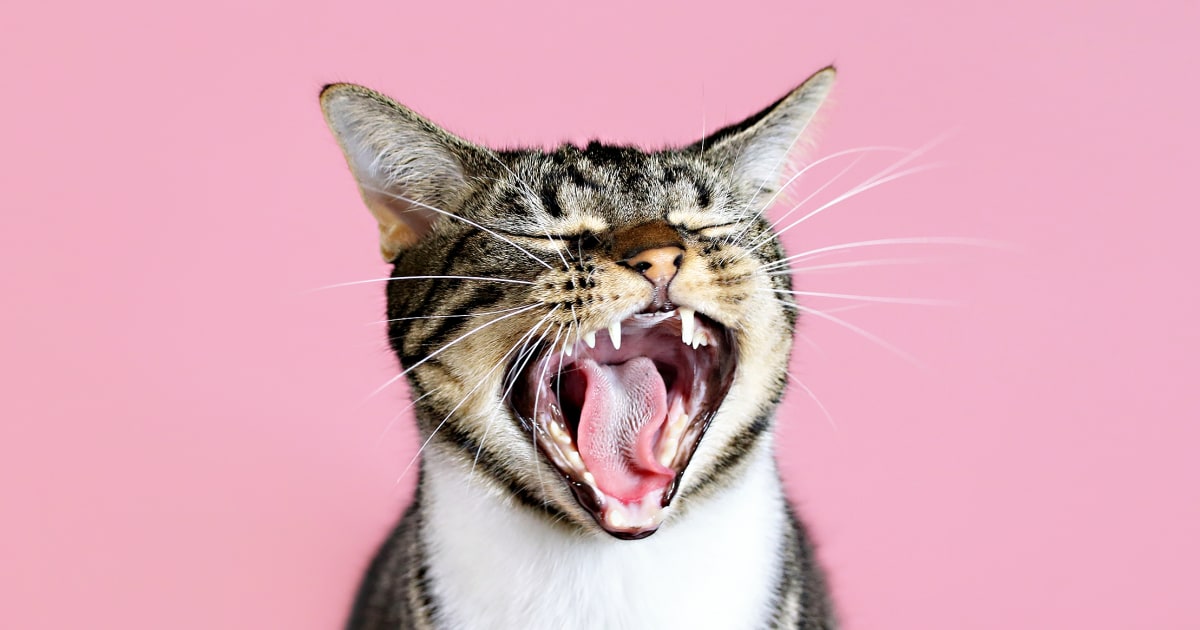 52 Cat Puns That Are The Cat's Paw-Jamas