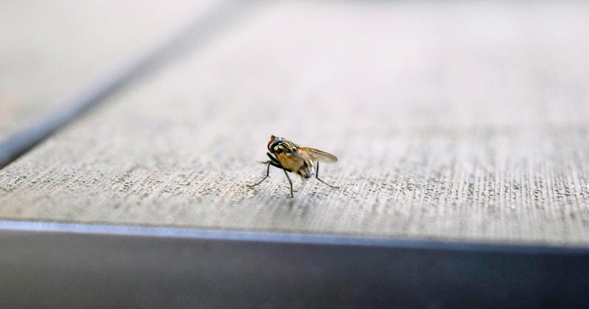 How to Get Rid of Flies, According to an Entomologist
