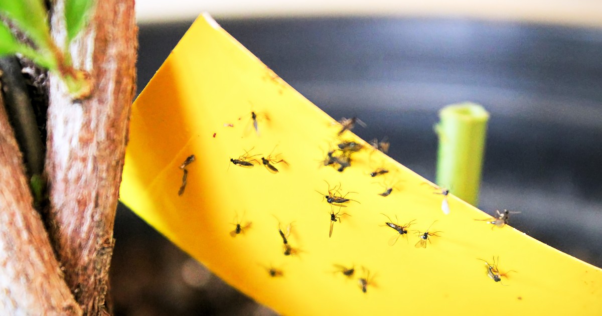 How to Get Rid of Gnats for Good, According to an Entomologist