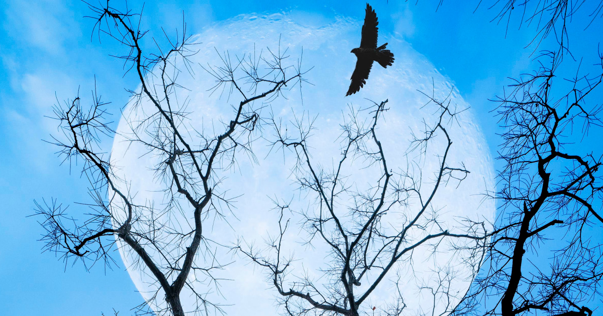 What January 2024 s Full Moon In Leo Means For Your Sign What January 2024 s Full Moon In Leo Means For Your Sign