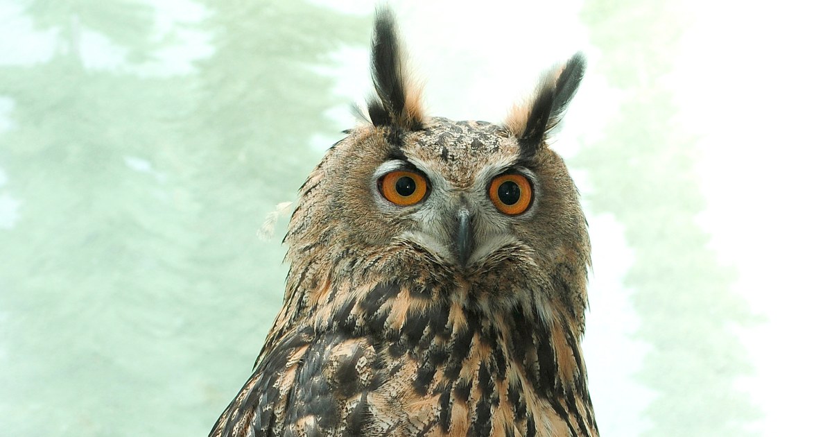 New York City Owl, Who Had Been Flying Free For A Year, Has Died