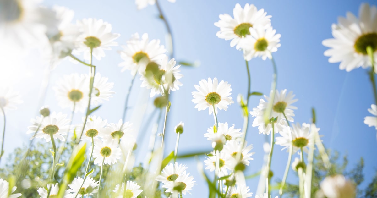 55 Spring Quotes and Spring Sayings to Celebrate the Season