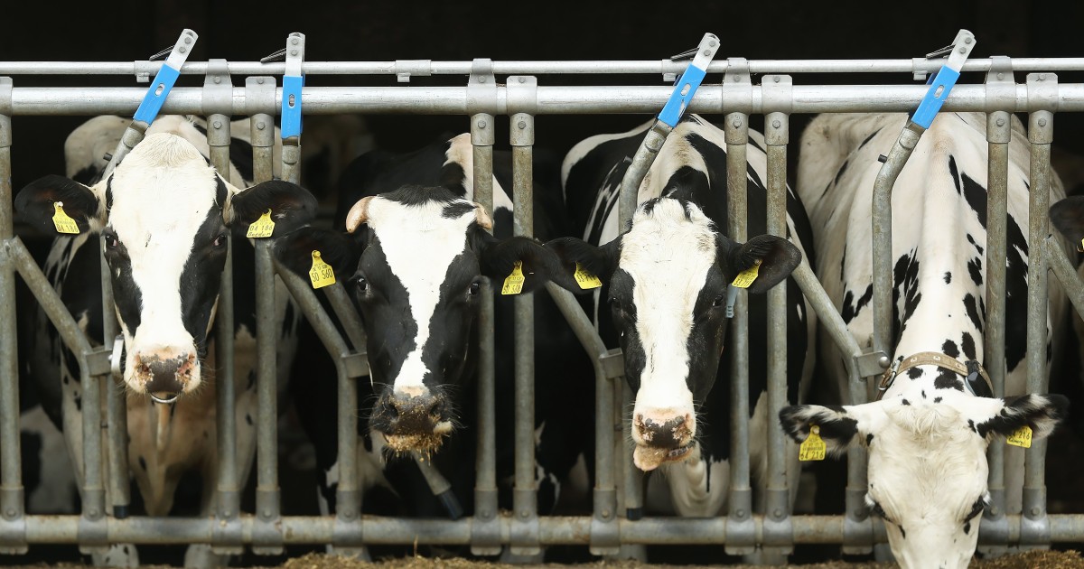 Bird flu virus found in milk: Is it safe to drink? What to know about ...