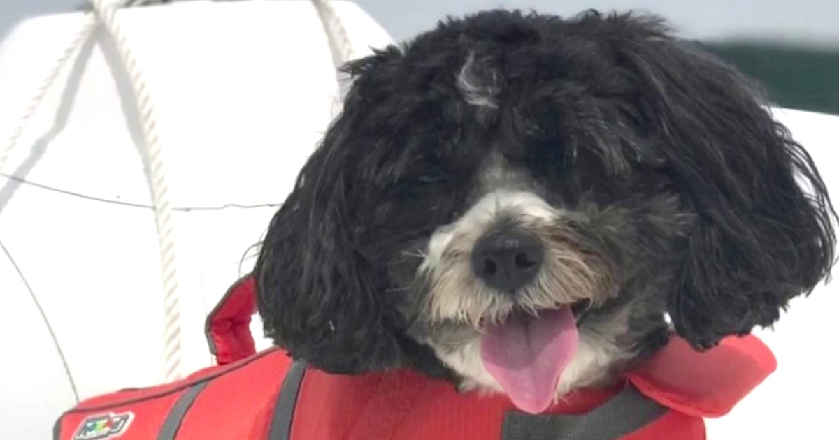 Al Roker Opens Up About Struggles After Death of Dog Pepper