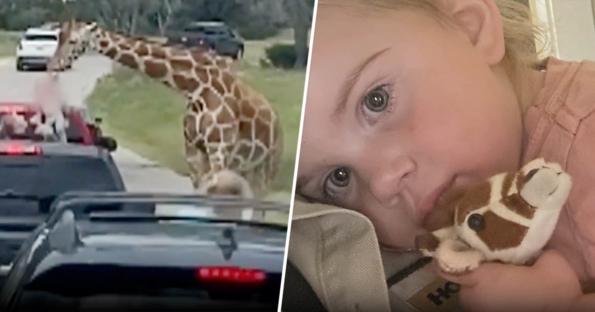 Video Captures Shocking Moment When Giraffe Lifts Toddler At Drive-Thru ...