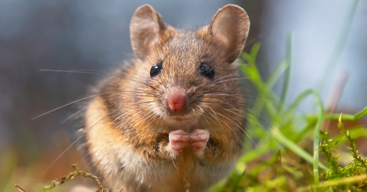 What Is A 'Hot Rodent Boyfriend'? Allow Hoda And Jenna To Explain