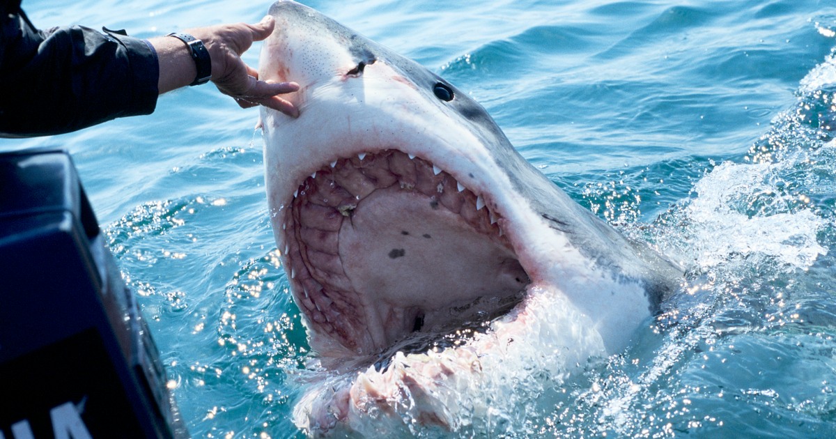 Shark Week 2024: Where to Watch, Schedule and Host Details
