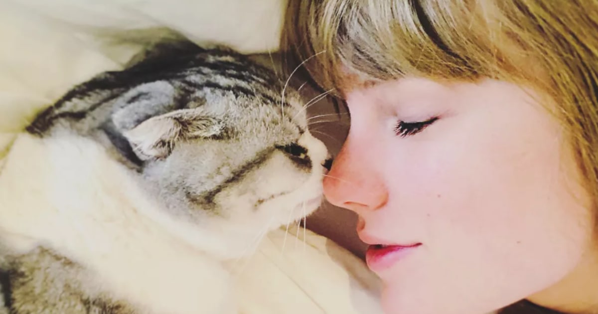 Taylor Swift's Cats: Names, Breeds, Facts And What She's Shared