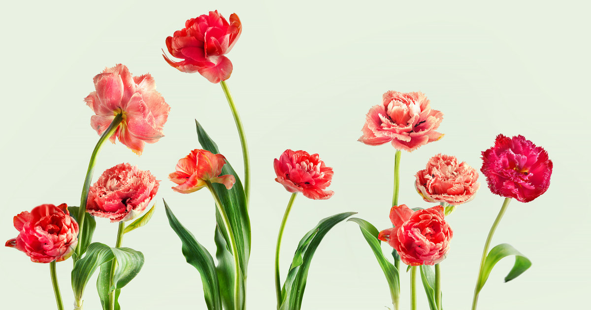 15 Flower Meanings and the Symbolism Behind Popular Blooms