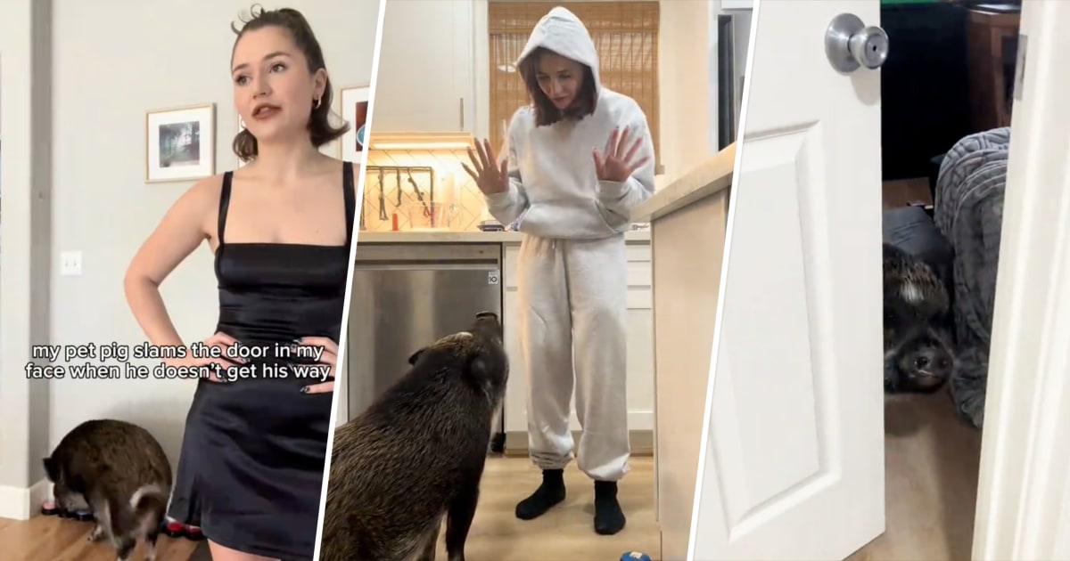 Pet Pig Throws Tantrum Like Teenager in Viral TikTok Video