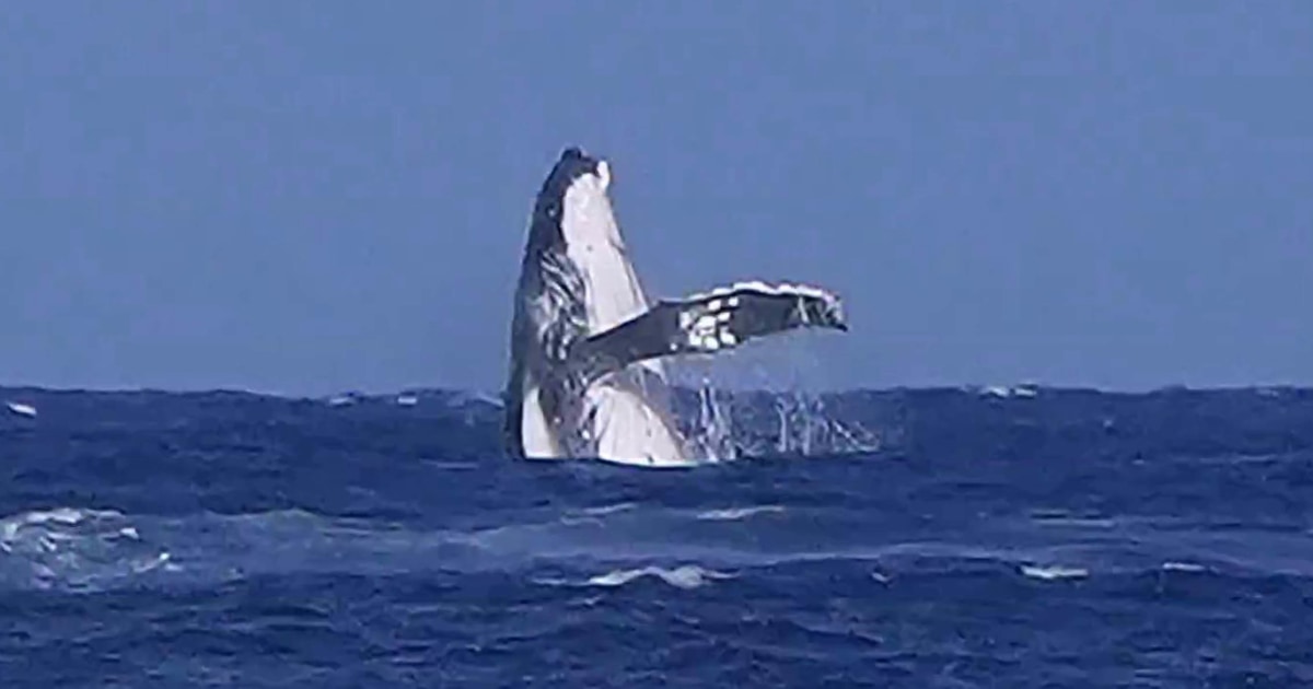 Whale Appears During 2024 Summer Olympic Surfing Competition in Tahiti