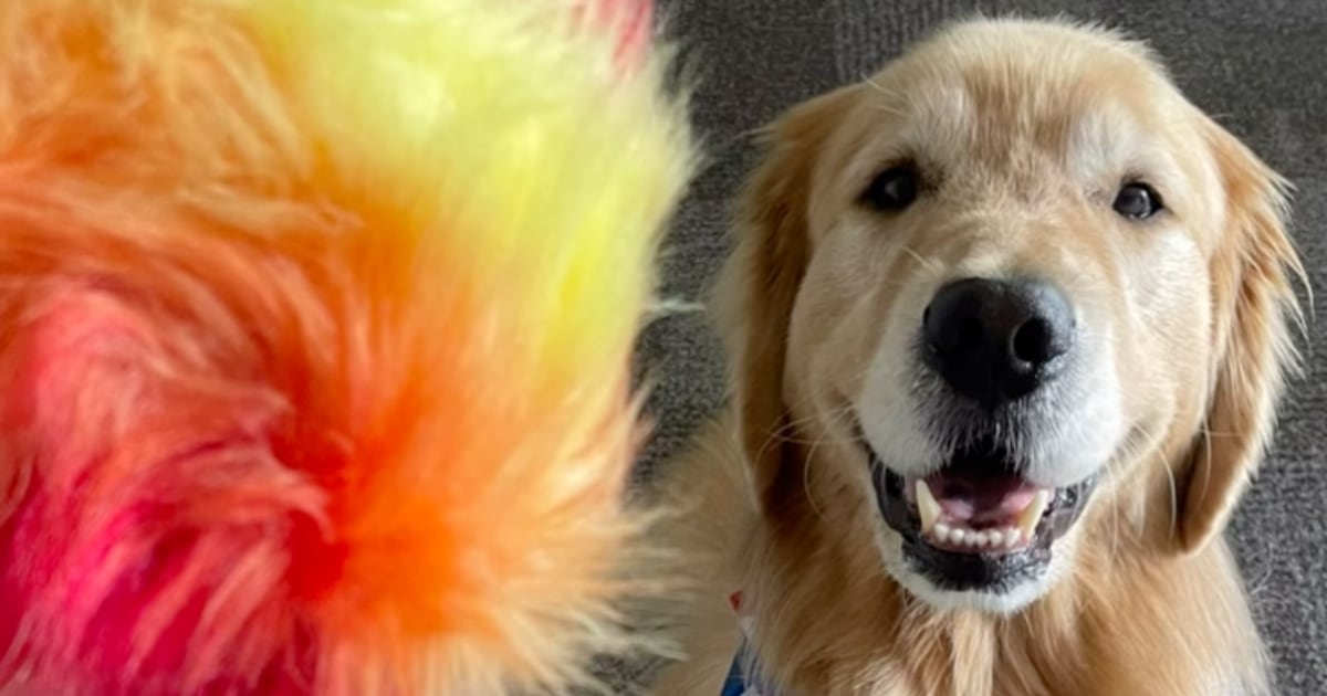 US Olympic Gymnastics Therapy Dog Beacon was Hospitalized — Health Updates