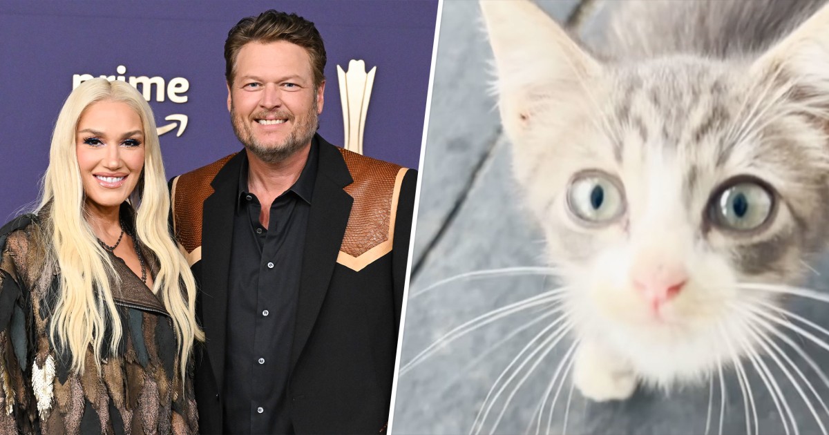 Gwen Stefani and Blake Shelton Introduce New Cat After Finding Him ...