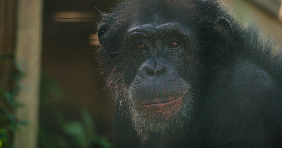 Where is Tonka From Chimp Crazy Now? Sanctuary Gives Update