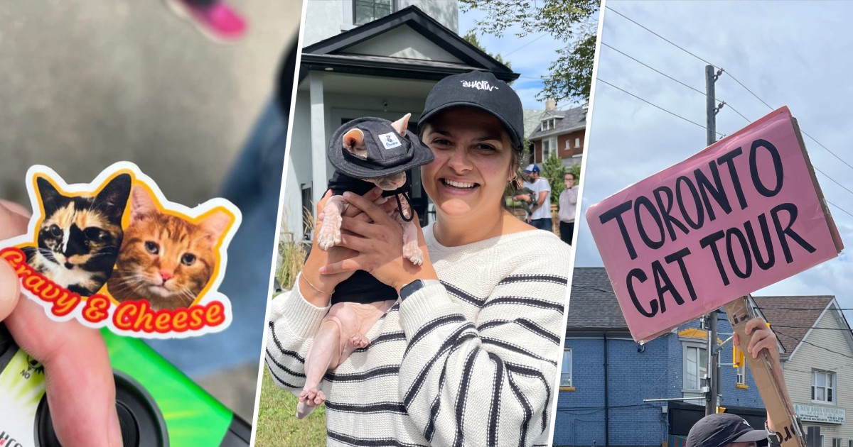 Cat Tour in Toronto Goes Viral on TikTok — See the Pics