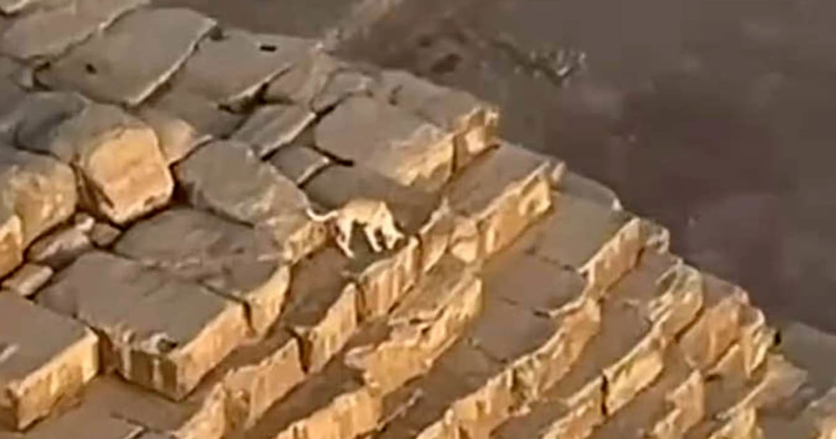 What Happened To The Dog Seen At The Top Of An Egyptian Pyramid?