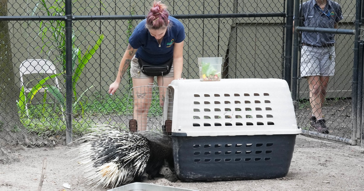Hurricane Milton: How Zoos Are Keeping Animals Safe