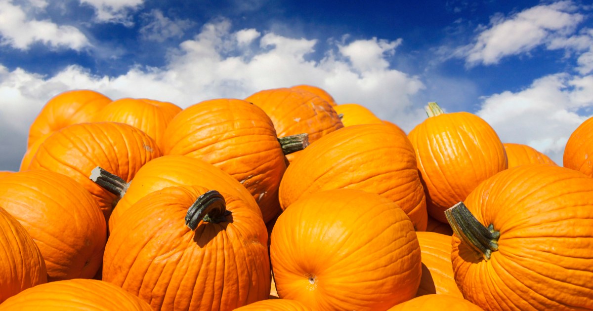 Is Pumpkin A Fruit Or A Vegetable?