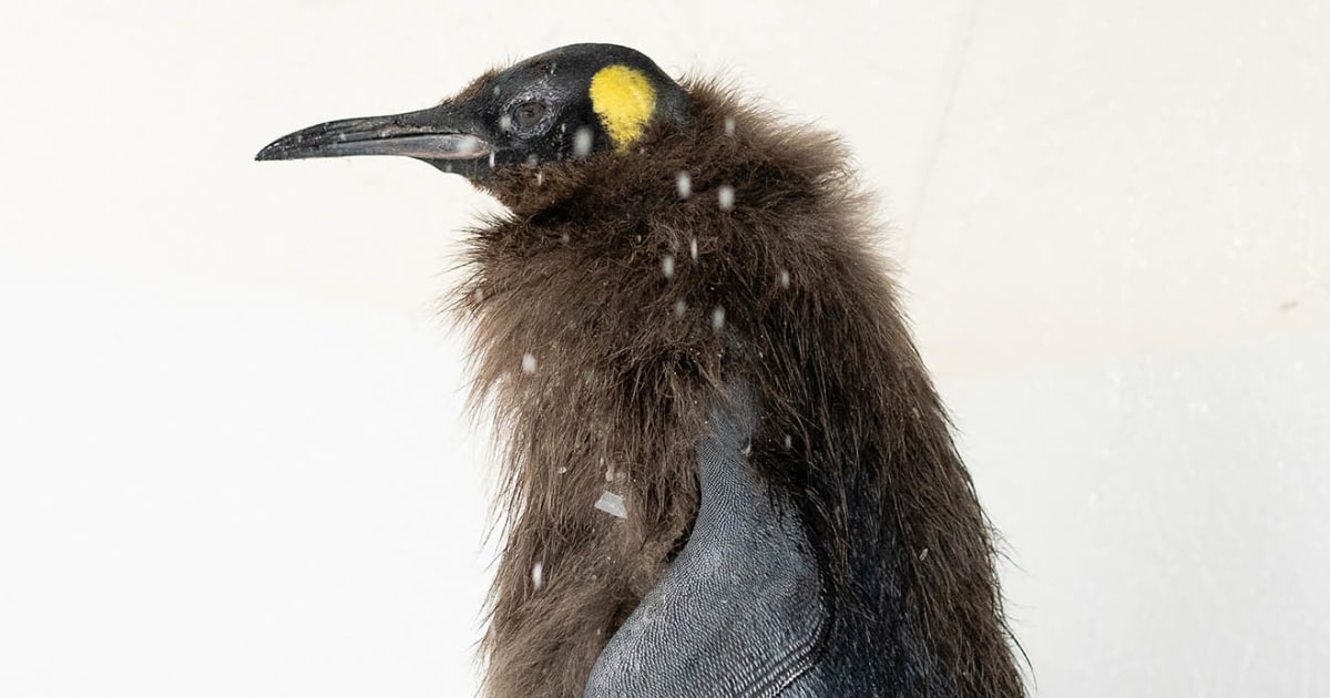 See Pesto the Viral Penguin Grow Up As He Sheds Baby Feathers in New Photos