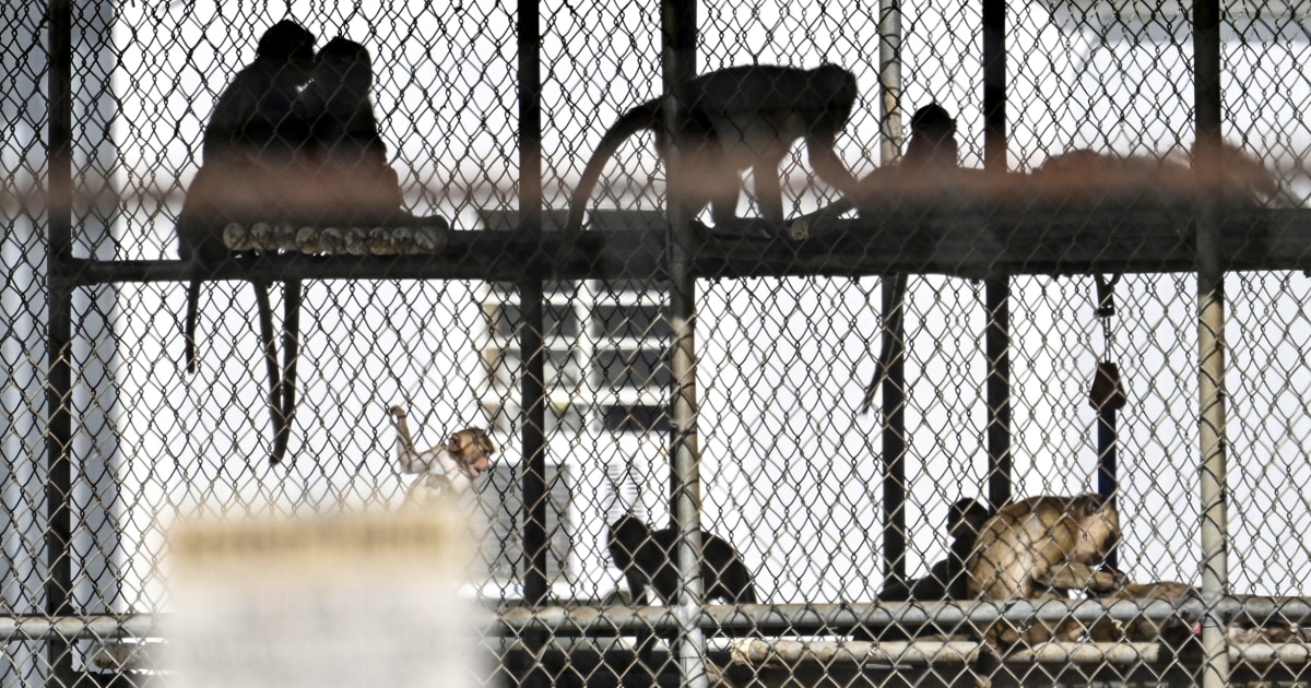 All 43 Research Monkeys That Escaped South Carolina Facility Recaptured