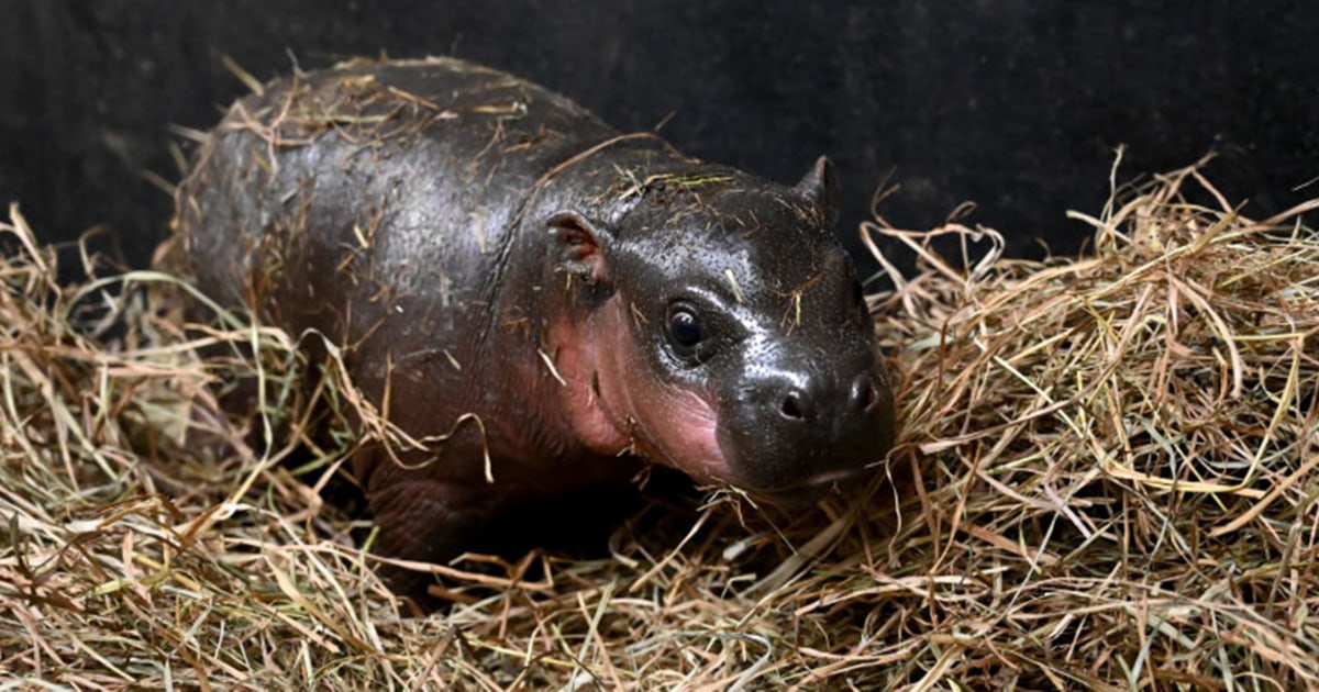 Name of Baby Pygmy Hippo at Virginia Zoo Is Revealed: EXCLUSIVE