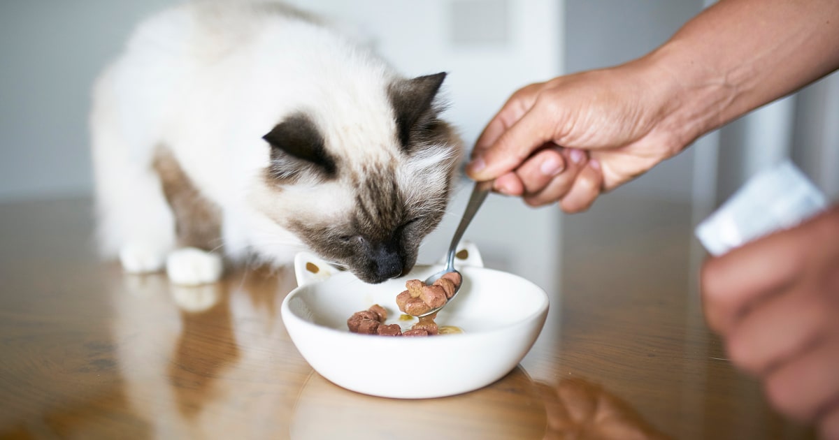 Cat Food Recalled After Cat Dies of Bird Flu
