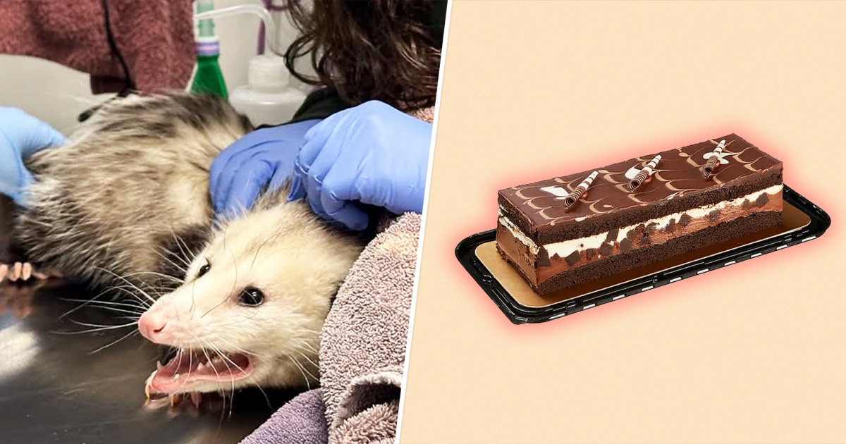 Opossum Eats Entire Costco Chocolate Cake in Relatable Move