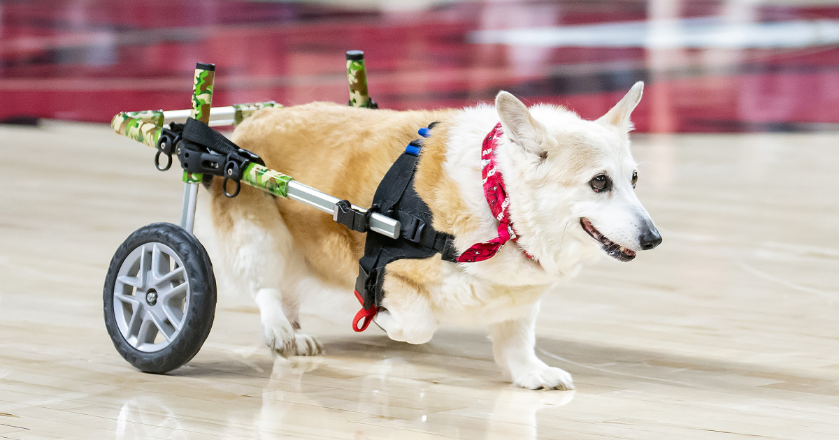 Meet Yumi, the Disabled Corgi Who Lost a Race and Won Hearts