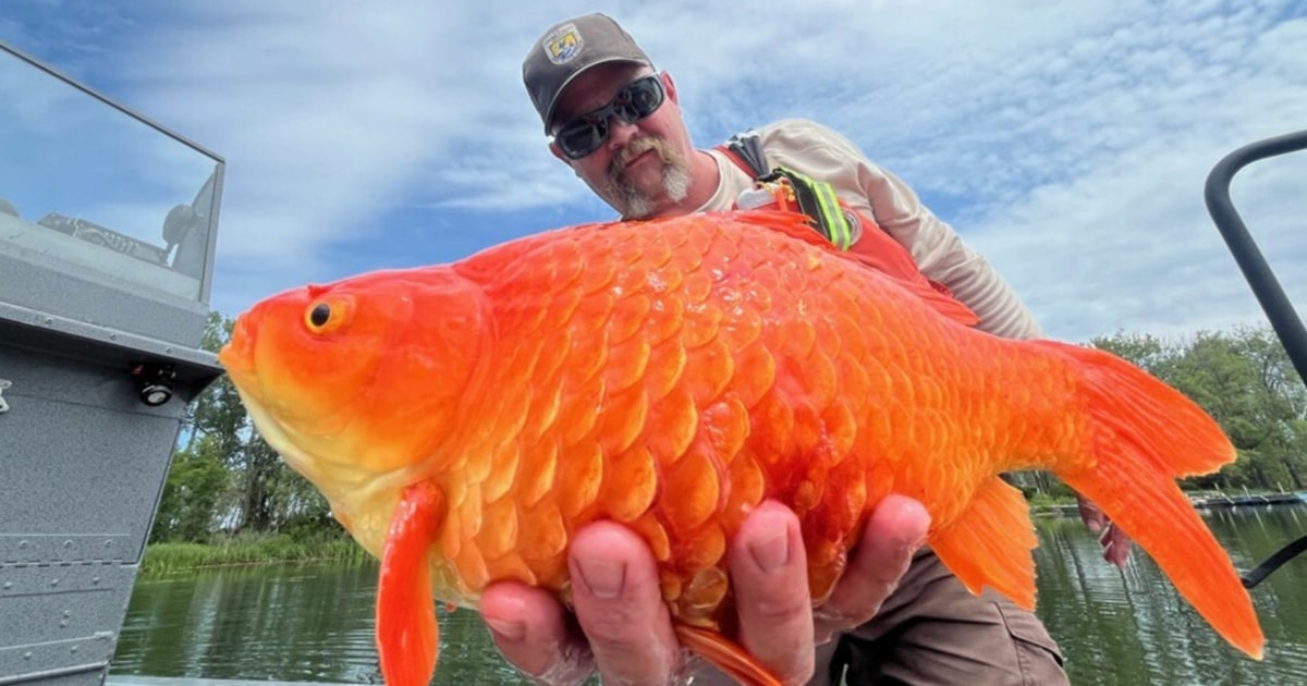 Giant Goldfish Found in Pennsylvania Prompts A Warning For Fish Owners