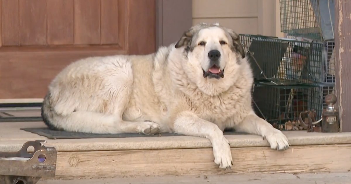 Buford the Dog Was The Real Hero In Search For Missing 2-year-Old in ...