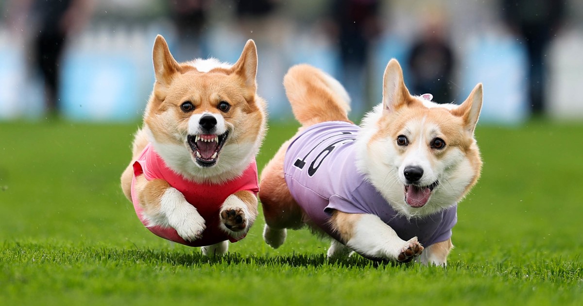 Queen Elizabeth II's Favorite Dogs Race for Glory in Britain's Corgi Derby
