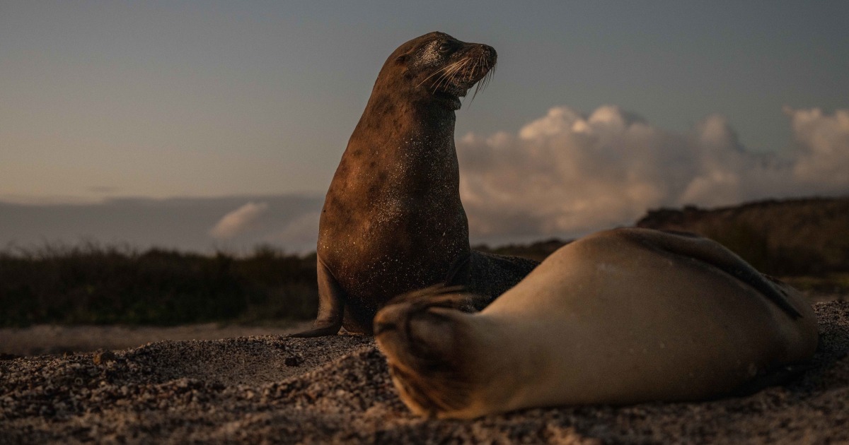 15-year-old Girl Attacked By Sea Lion in Southern California