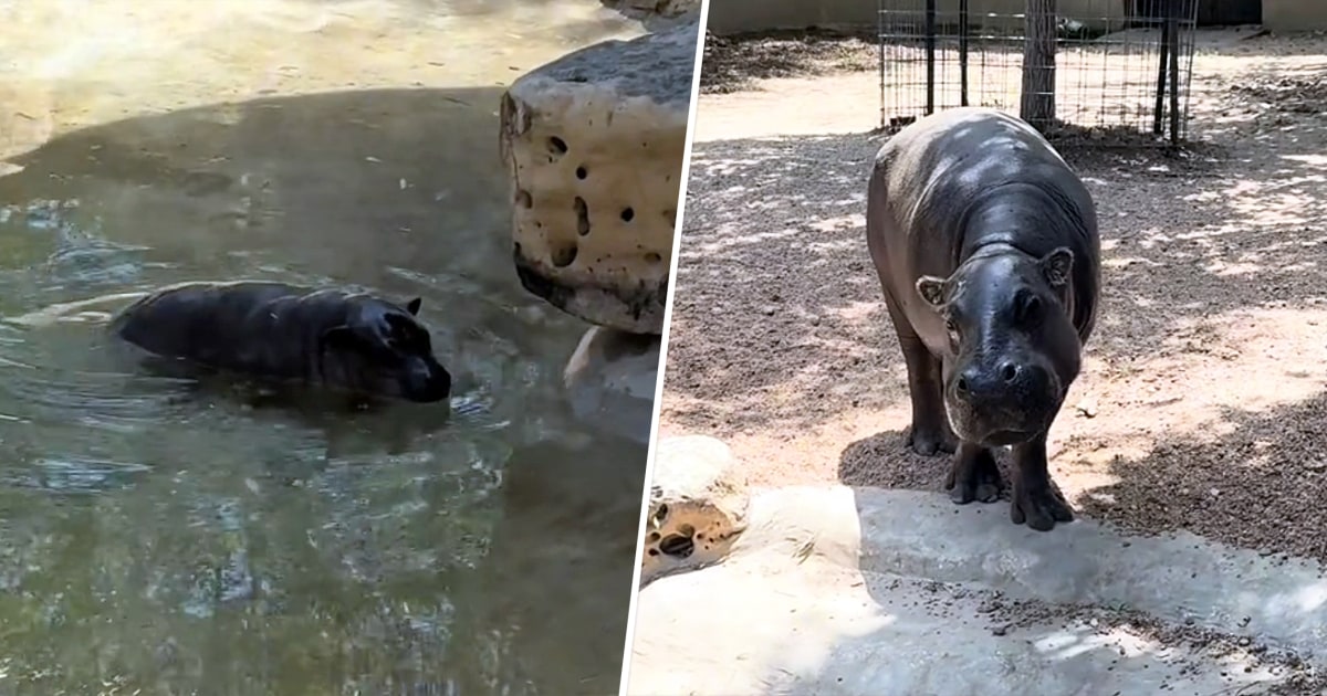 Baby Hippo Mars Refuses to Get Out of Pool Until Mom Makes Him