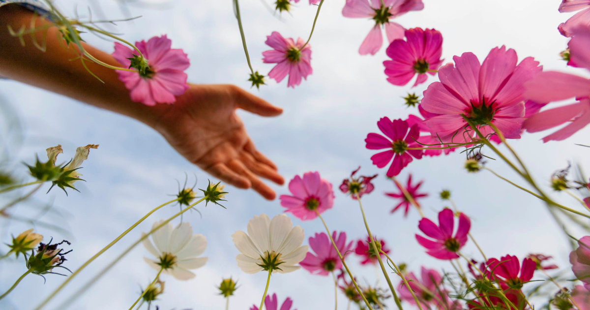 55 Flower Quotes to Celebrate Nature's Beauty