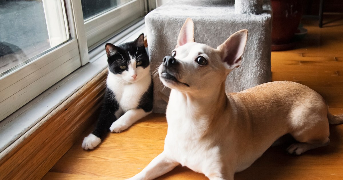 Dog and Cat Food Recalled Due to Possible Salmonella and Listeria ...