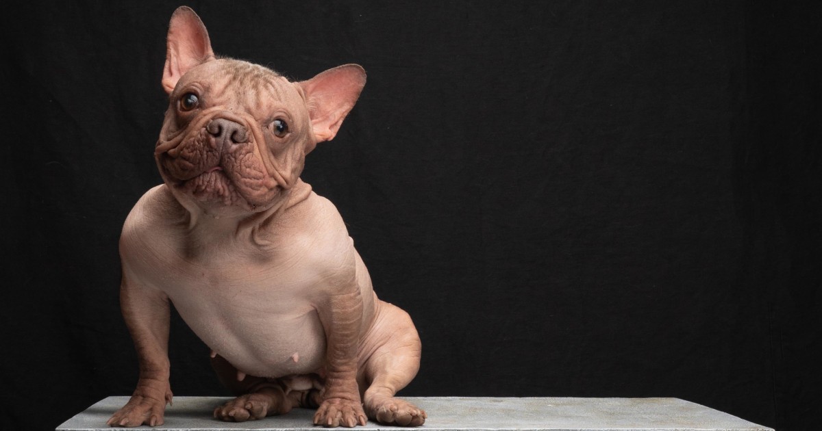 Meet the 2025 'World's Ugliest Dog' Contest Winner, Petunia