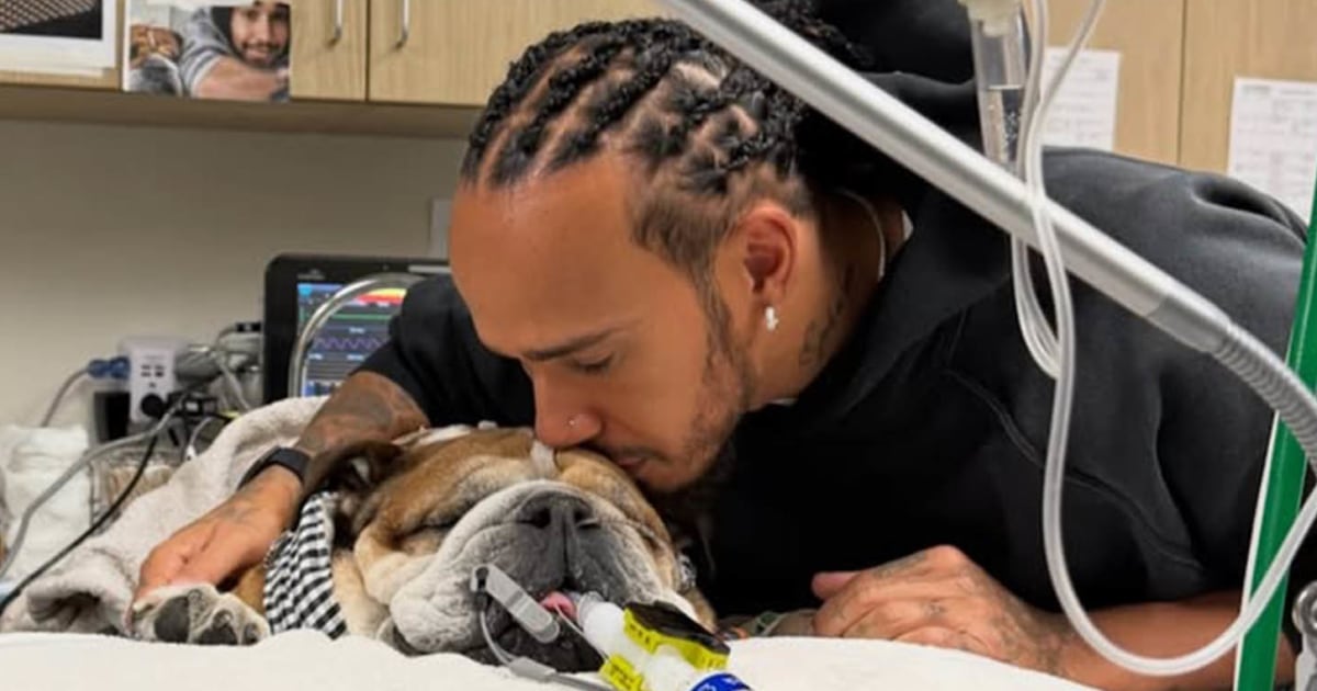 F1 Driver Lewis Hamilton Reveals Dog Roscoe Is in a Coma Due to Pneumonia