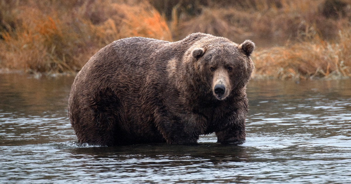 Fat Bear Week 2025: What to Know, How to Watch and Vote