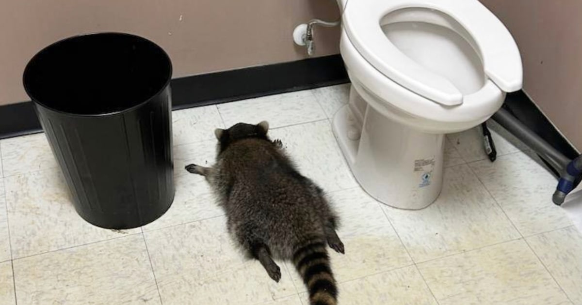Drunk Raccoon Ransacks Virginia Liquor Store