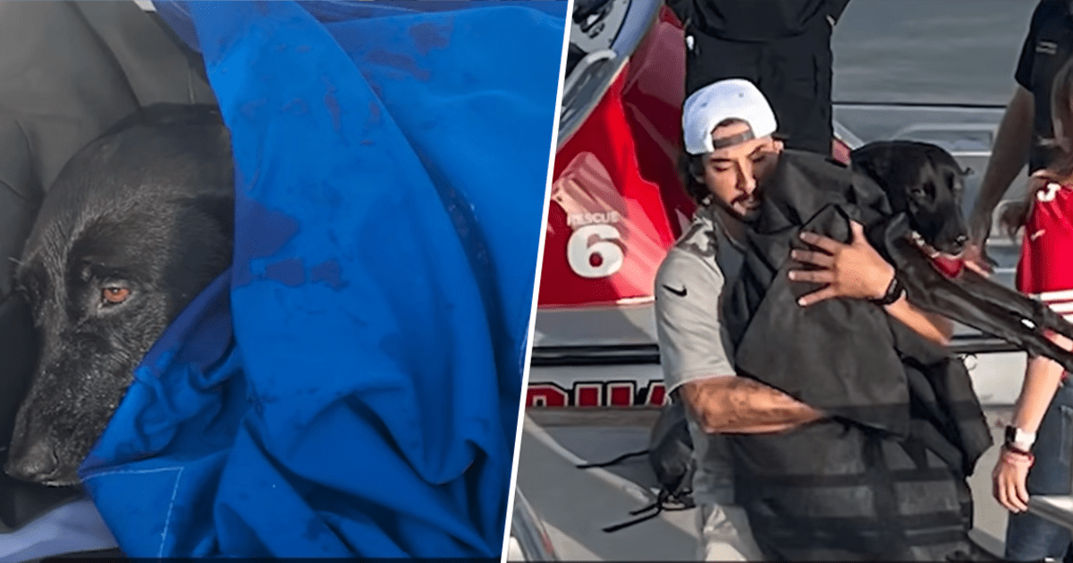 San Diego Lifeguards Rescue Missing Dog Caught in Rip Current