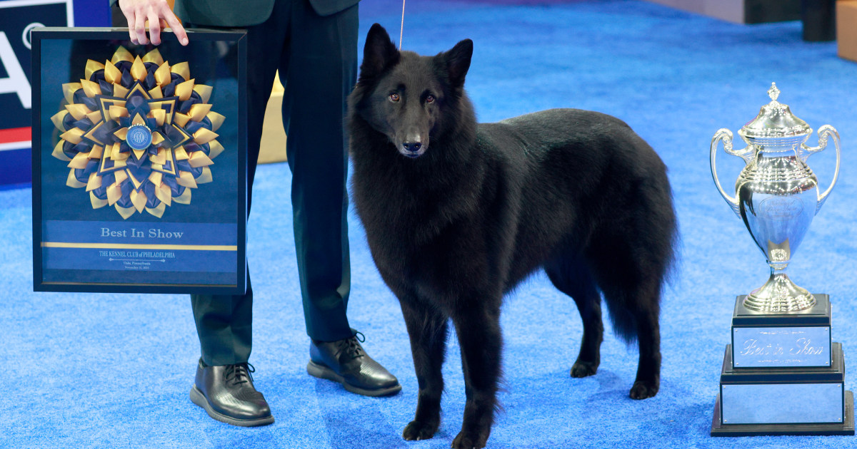 2025 National Dog Show Winner: Meet Soleil