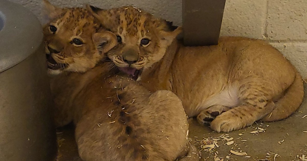 Help TODAY Name the New Lion Cubs at Turtle Back Zoo