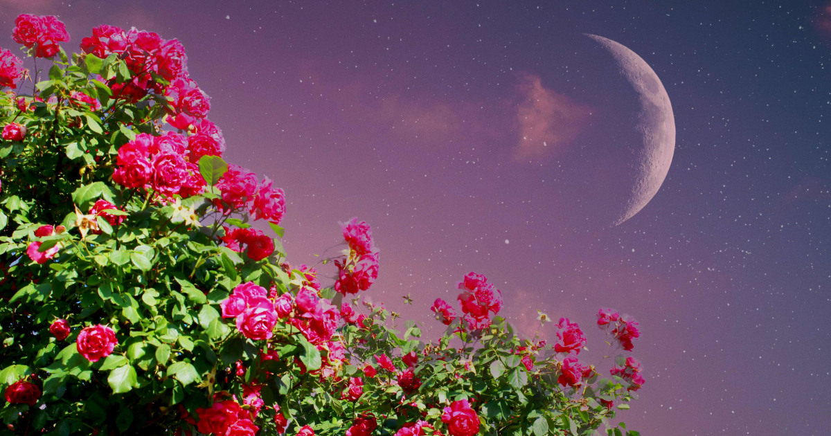 The 4 Luckiest Signs During March's New Moon in Pisces