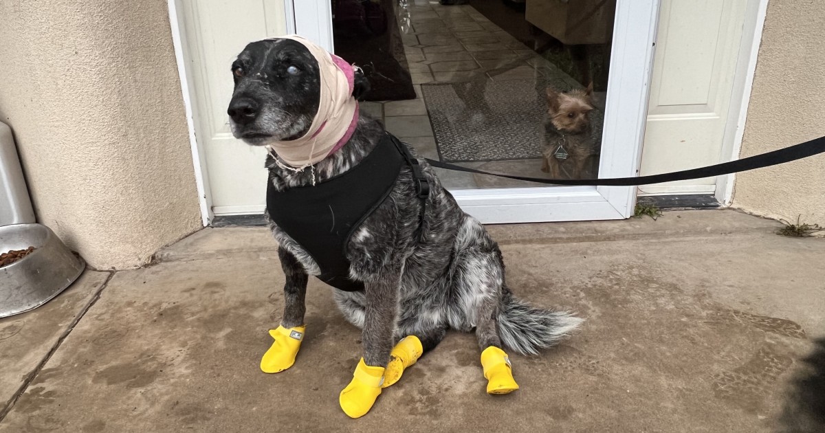 A Partially Blind Senior Dog Fought Off a Bear. Now She's Being ...