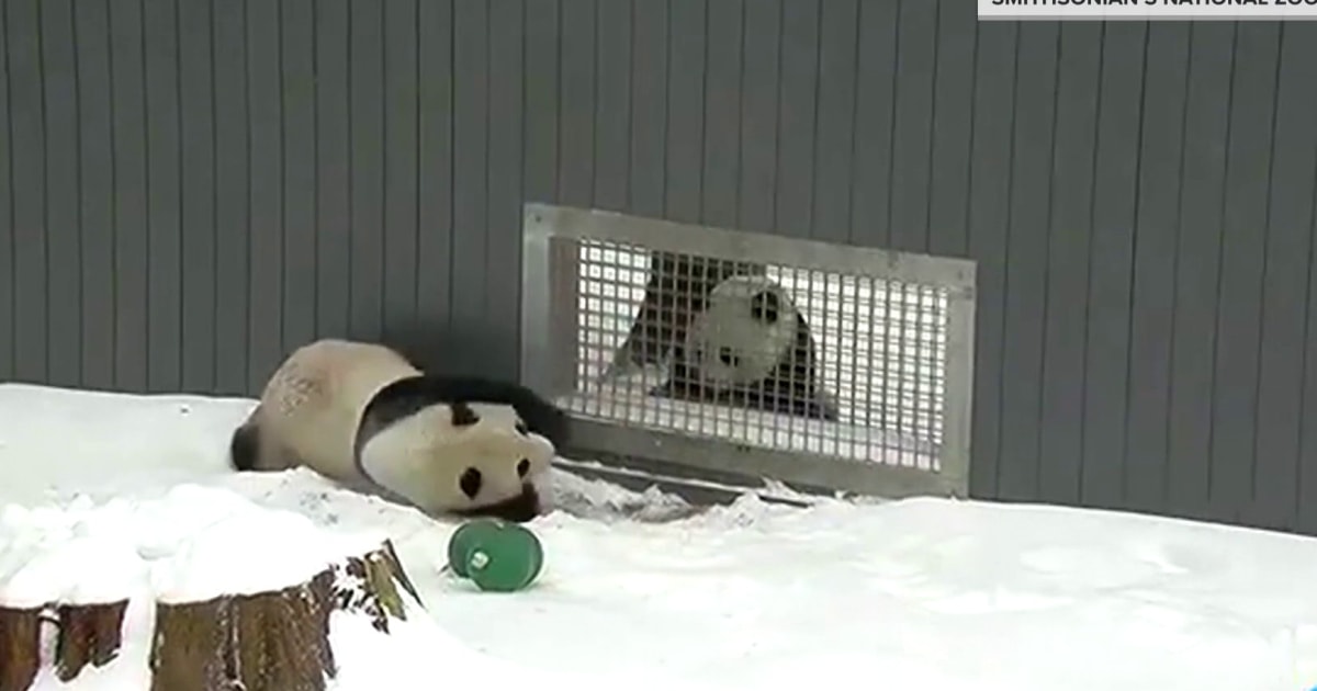 2 Giant Pandas at National Zoo Have Begun Flirting. Could It Lead to a ...