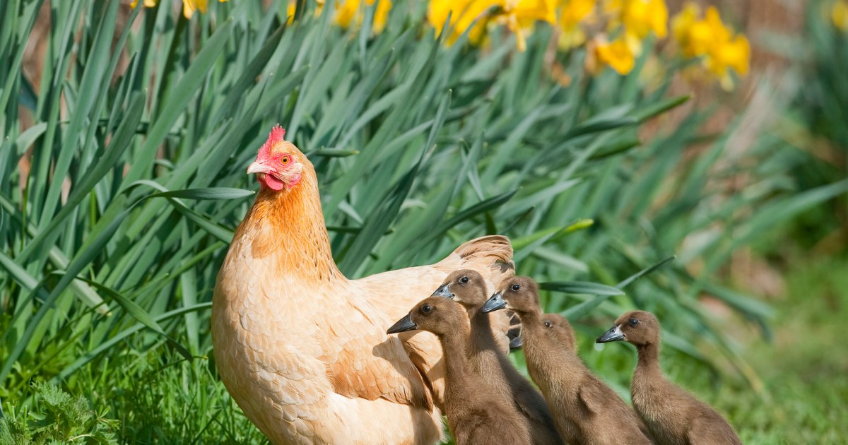 Modern family: Hen hatches ducklings instead of chicks