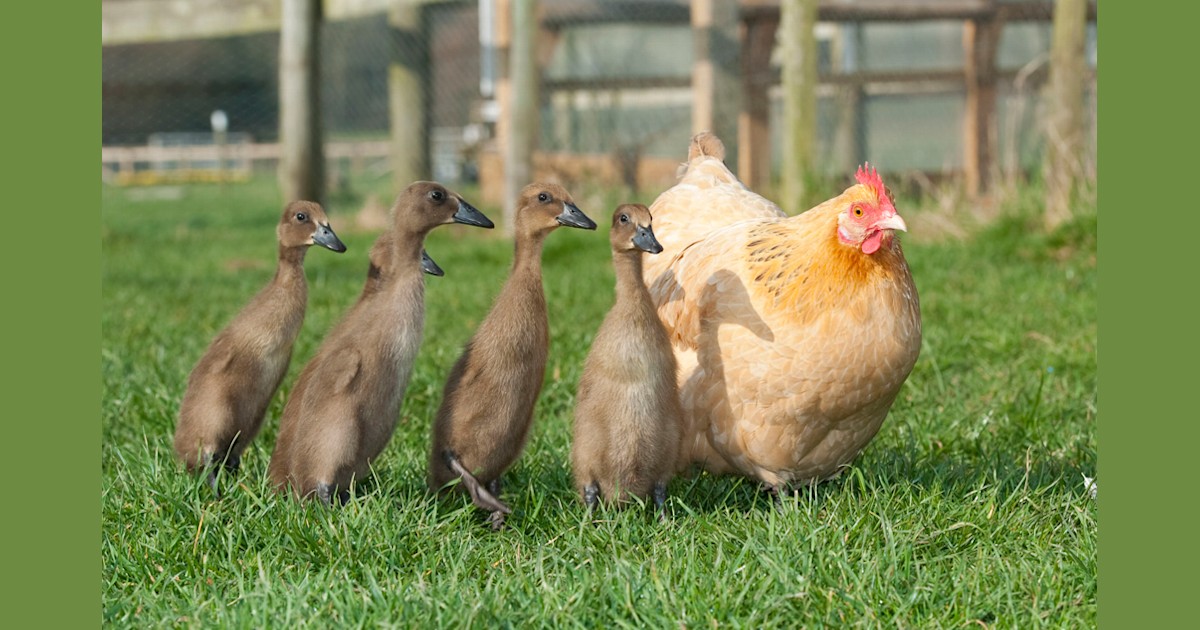 Modern family: Hen hatches ducklings instead of chicks