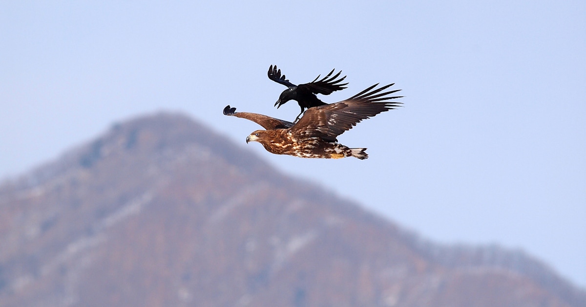 Crow hitches a ride on the back of an eagle