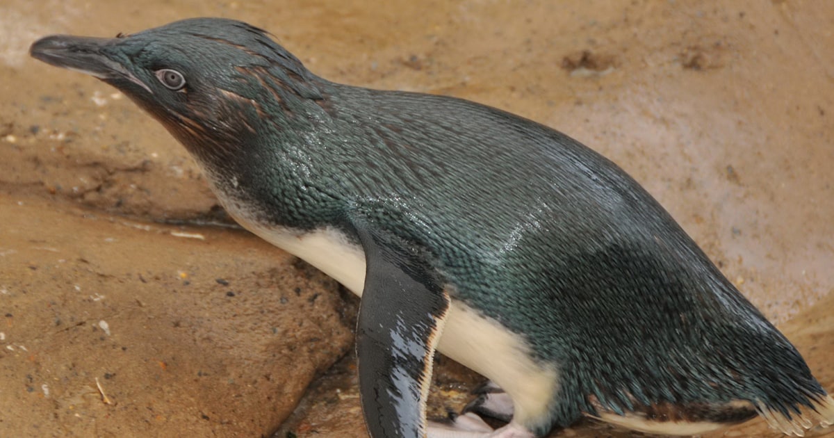 Abducted penguin rescued from shark-infested waters