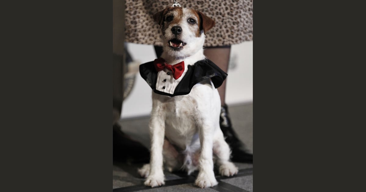 Doggie star Uggie to release autobiography